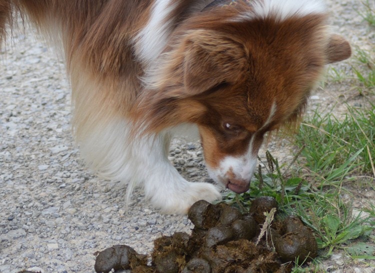 ¿Cuánto tarda en descomponerse la caca de perro?