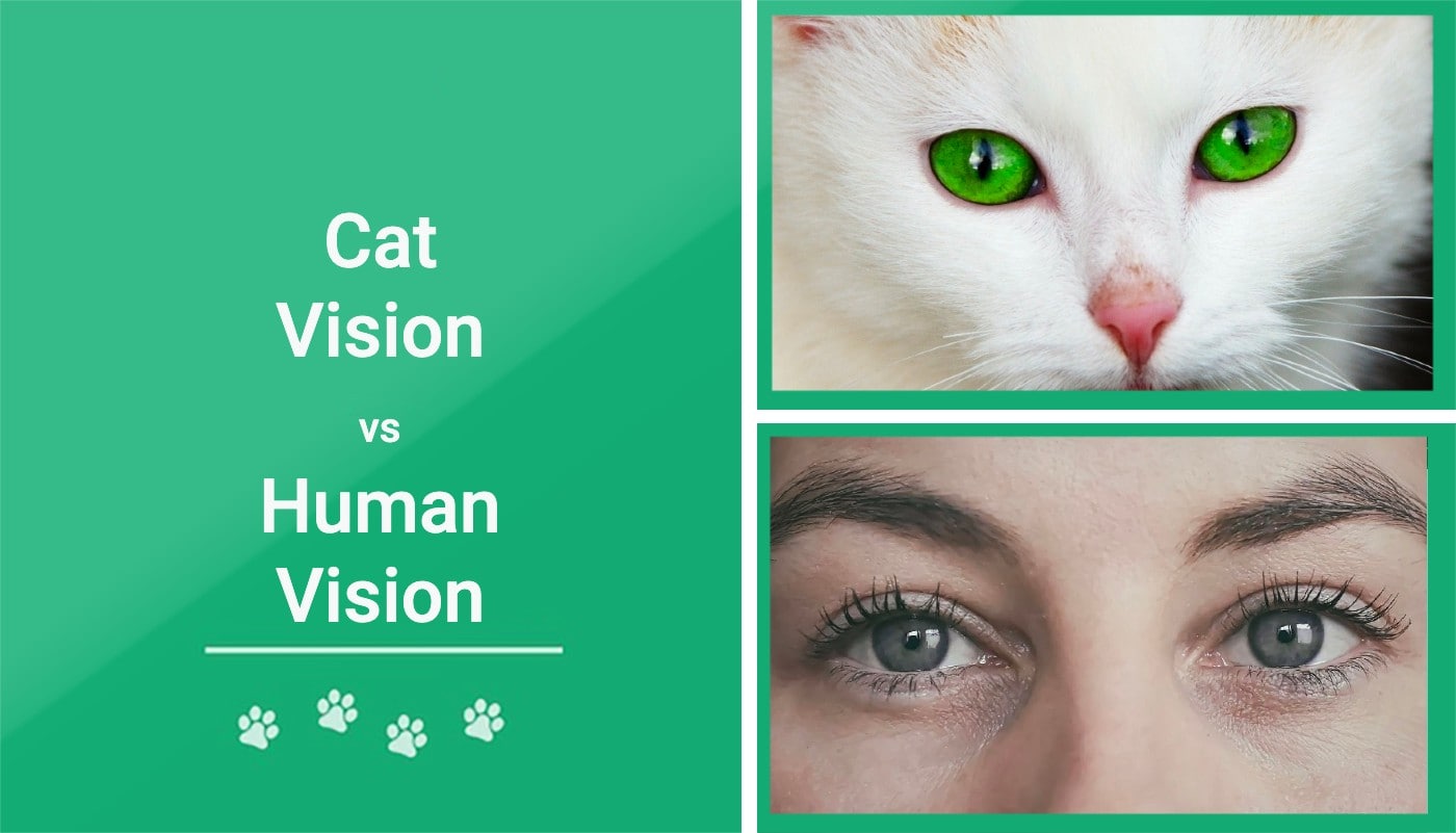 Cat Vision vs Human Vision: ¿Cuáles son las diferencias?