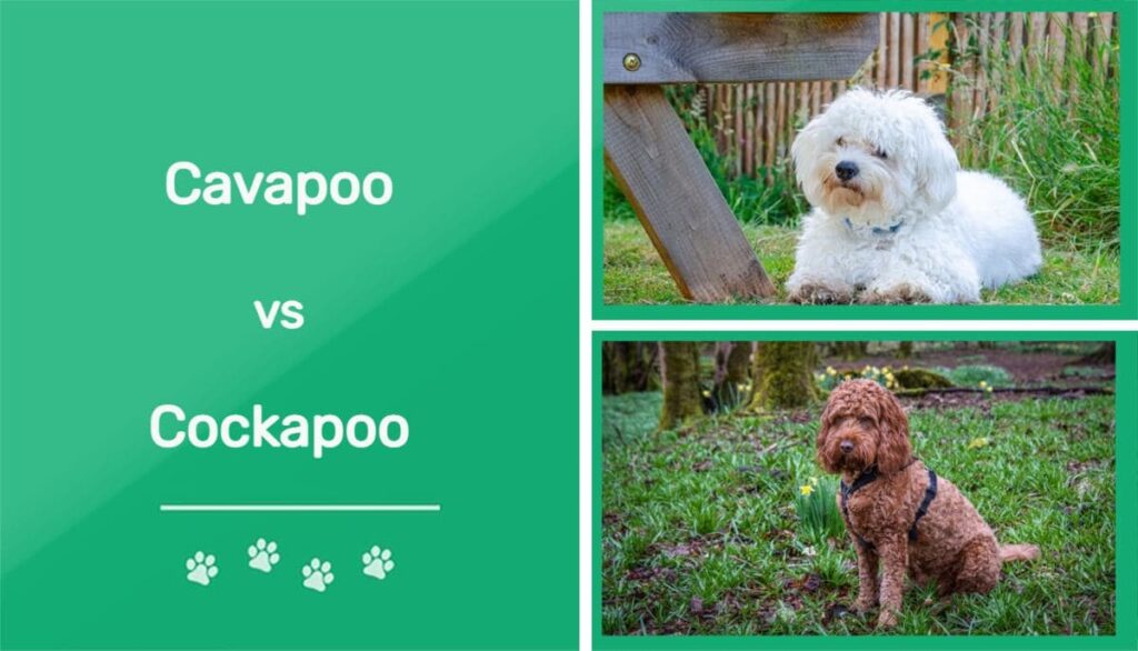 Cavapoo vs Cockapoo: ¿Cuál es el adecuado para mí?