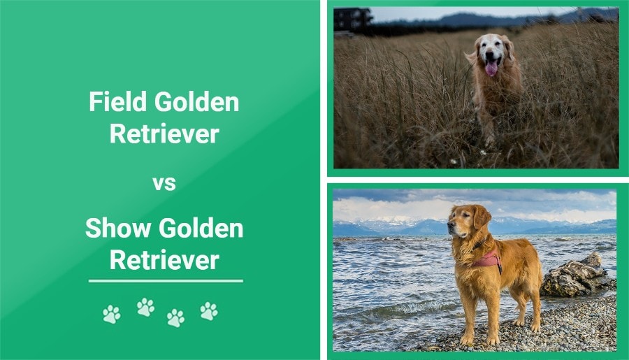 Field Golden Retriever vs Show Golden Retriever: ¿En qué se diferencian ...