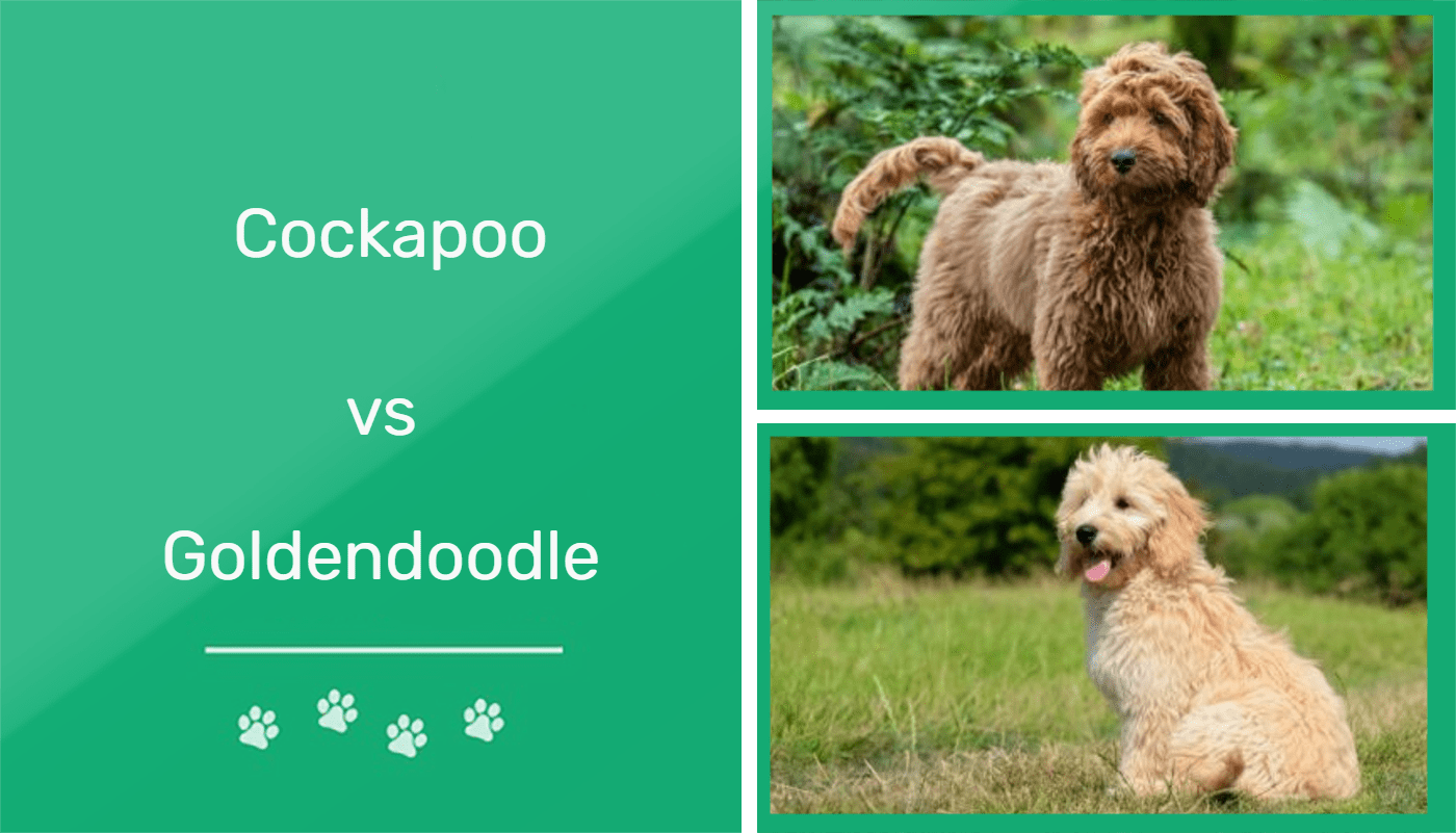 Cockapoo vs Goldendoodle: ¿Cuál es el adecuado para mí? (Con imagenes)