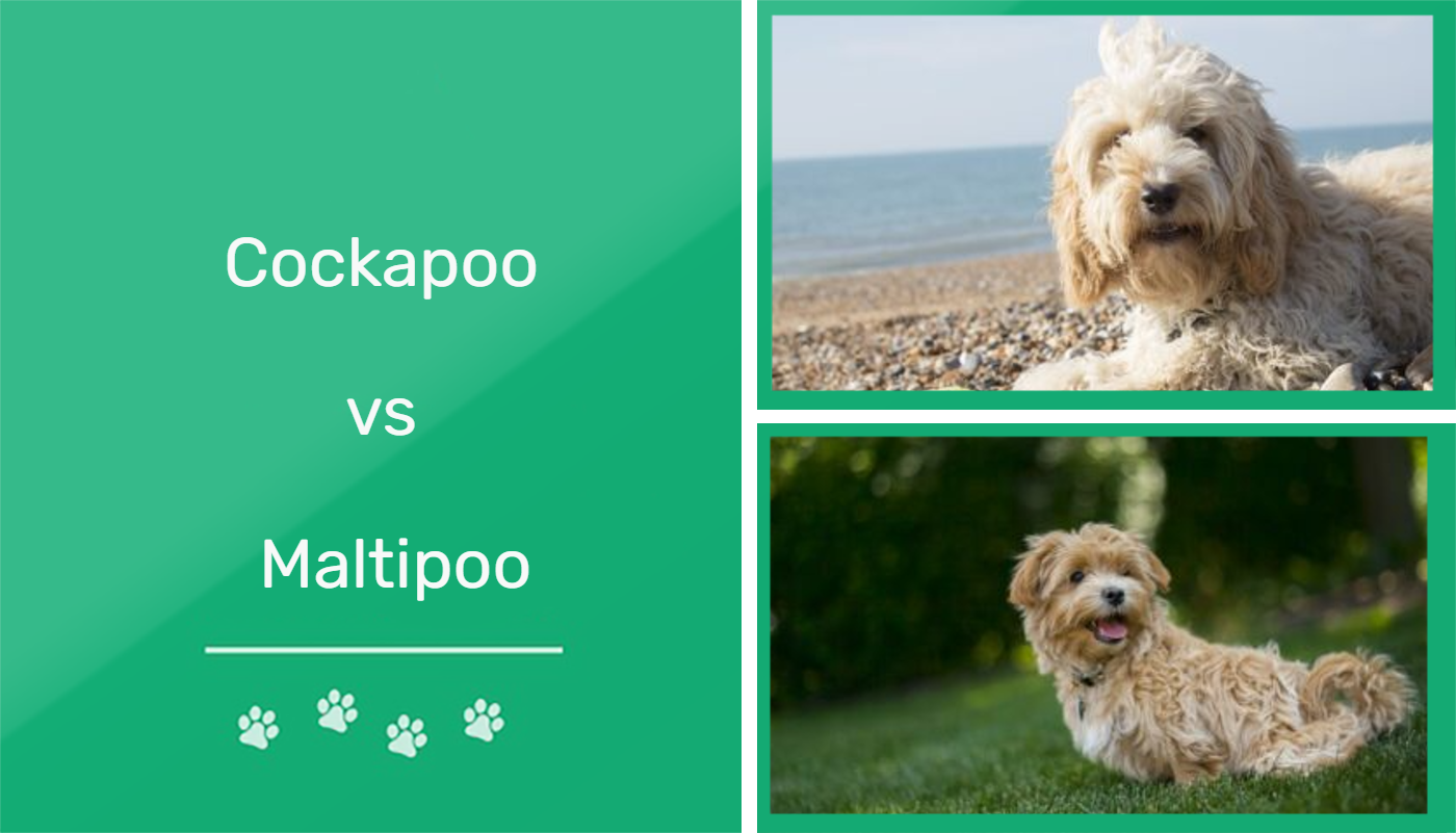 Cockapoo vs Maltipoo: ¿Cuál es el adecuado para mí? (Con imagenes)