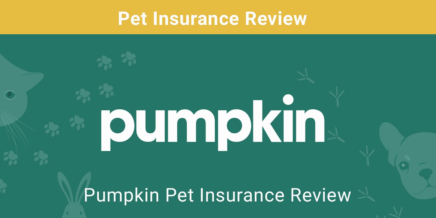 Pumpkin Pet Insurance Review 2022: pros, contras y veredicto