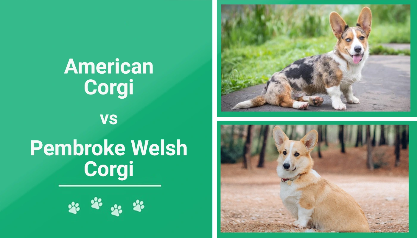 American Corgi vs Pembroke Welsh Corgi: Cómo diferenciarlos