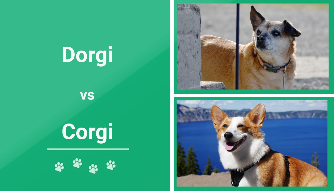Dorgi vs Corgi: ¿Cuál debo elegir?