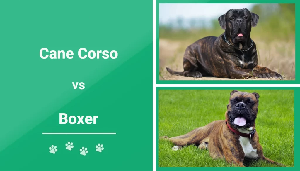 Cane Corso vs Boxer: ¿En qué se diferencian?