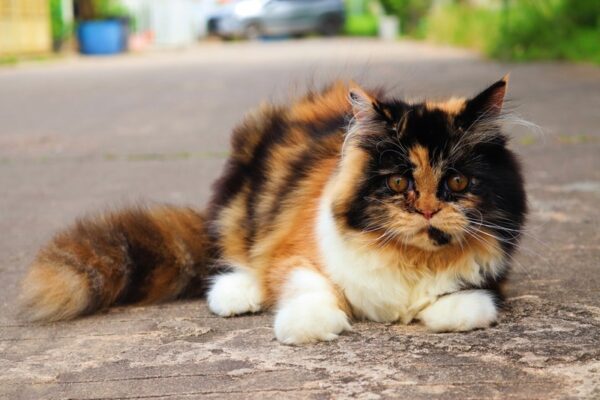 Calico Ragdoll Cat: imágenes, hechos e historia