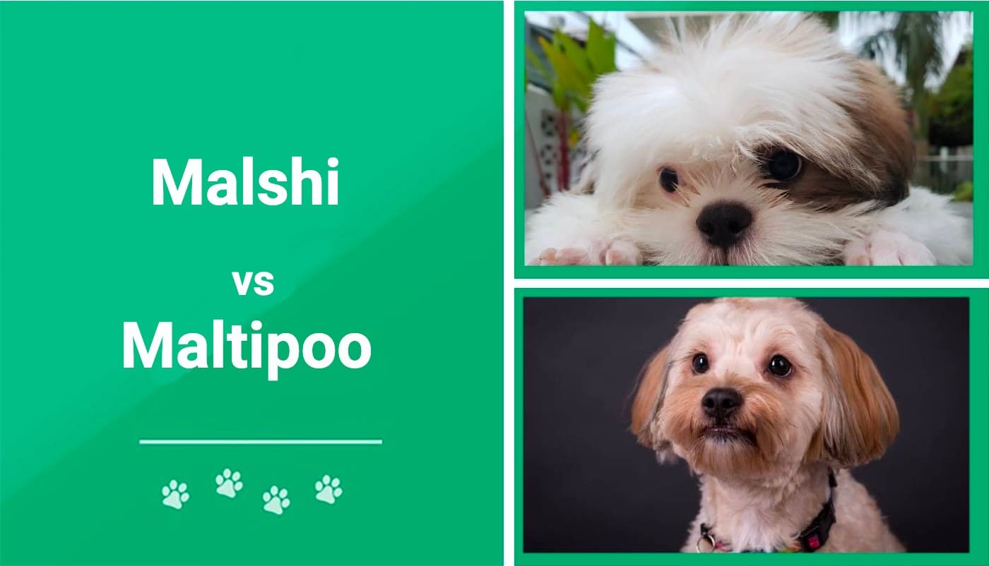 Malshi vs Maltipoo: ¿Cuál es el adecuado para mí? (Con imagenes)