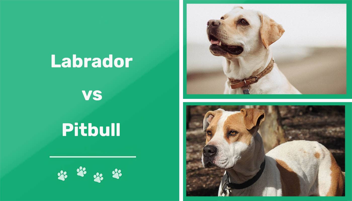 Labrador vs Pitbull: Las diferencias (con imágenes)