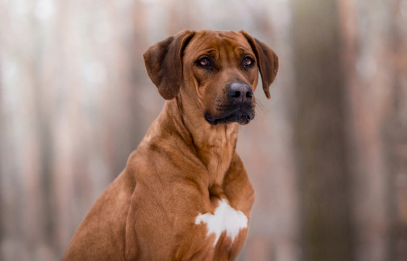 ¿Son agresivos los Rhodesian Ridgebacks? Datos y preguntas frecuentes