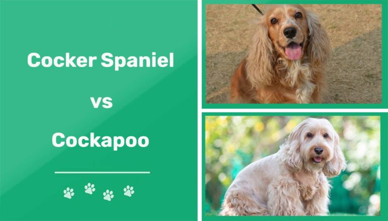 Cocker Spaniel vs Cockapoo: diferencias visuales y descripción general