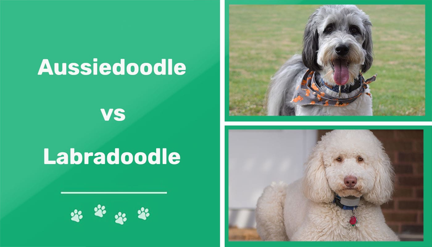 Raza de perro Aussiedoodle vs Labradoodle: Explicación de las diferencias