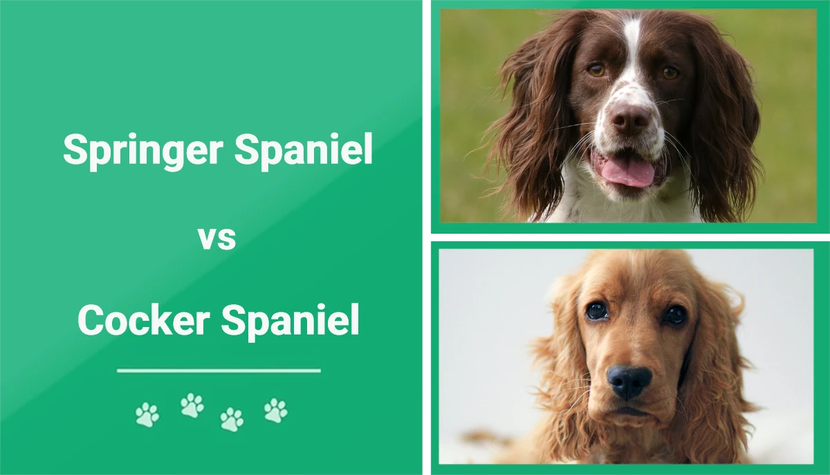 Springer Spaniel vs Cocker Spaniel: diferencias clave (con imágenes)