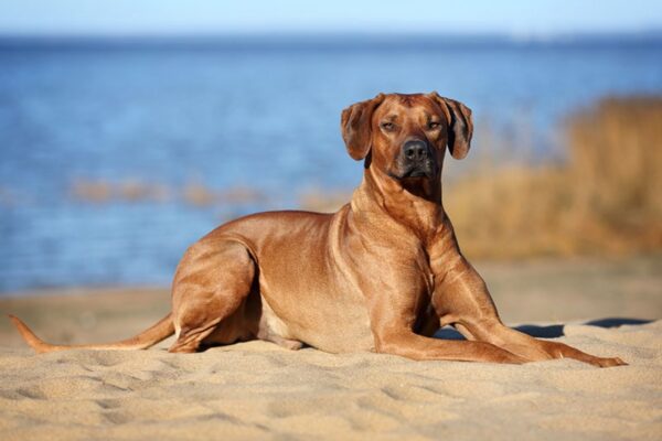 ¿Son hipoalergénicos los Rhodesian Ridgebacks? Consejos, hechos y ...